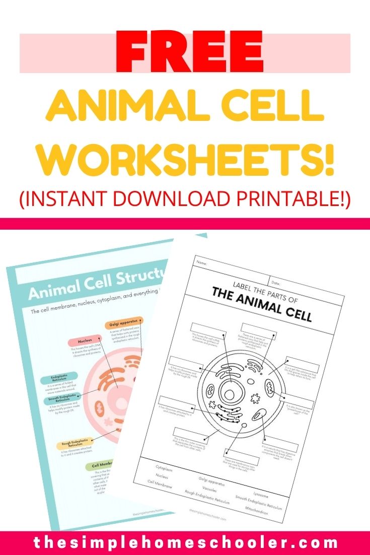 Best Free Animal Cell Worksheets With Answers Easy Print The Best Free Animal Cell Worksheets With Answers Easy Print The