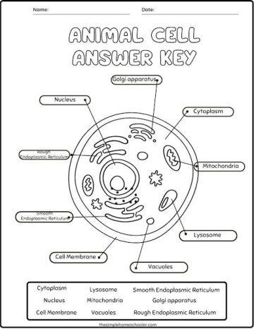Best Free Animal Cell Worksheets: With Answers & Easy Print! - The ...