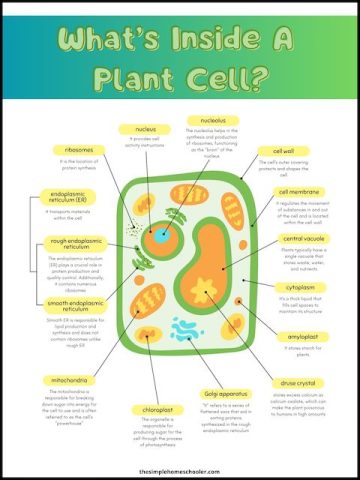 Free Plant Cell Worksheets With Answer Key! - The Simple Homeschooler