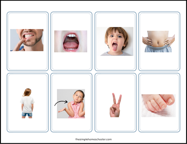 Free Printable Body Parts Flashcards For Kids! - The Simple Homeschooler